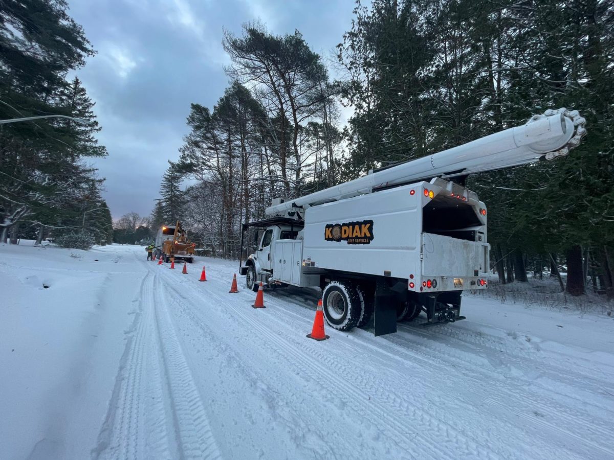 Kodiak Tree Services - Tree Trimming, Pruning and Removal - Southern ...