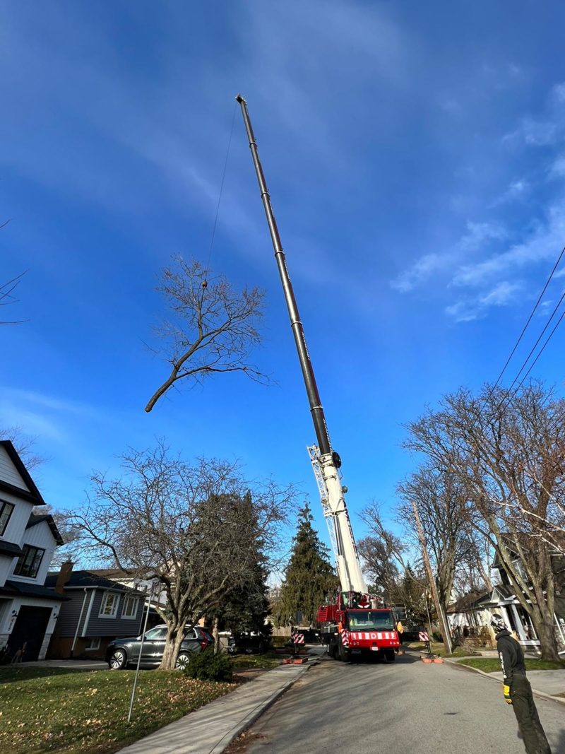 Kodiak Tree Services - Tree Trimming, Pruning and Removal - Southern ...
