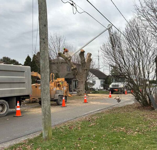 Kodiak Tree Services - Tree Trimming, Pruning and Removal - Southern ...